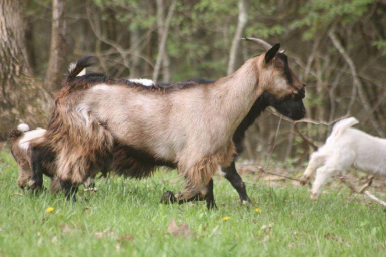 Myotonic Goats - Breed Profile - Goat Journal